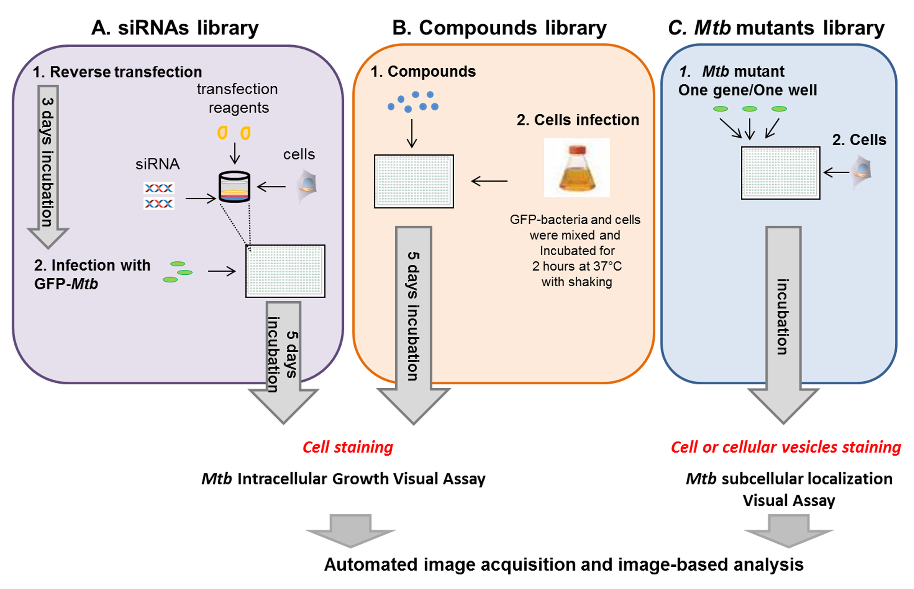 A Microscopic Phenotypic Assay for the Quantification of Intracellular ...