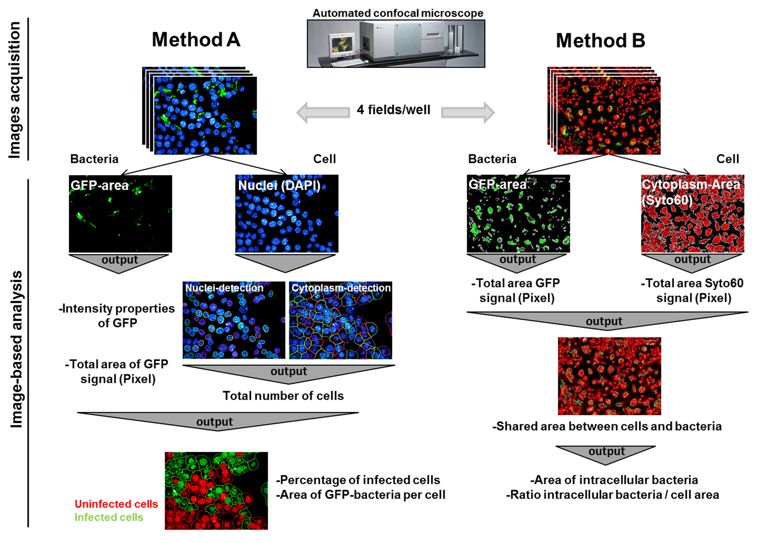 A Microscopic Phenotypic Assay for the Quantification of Intracellular ...