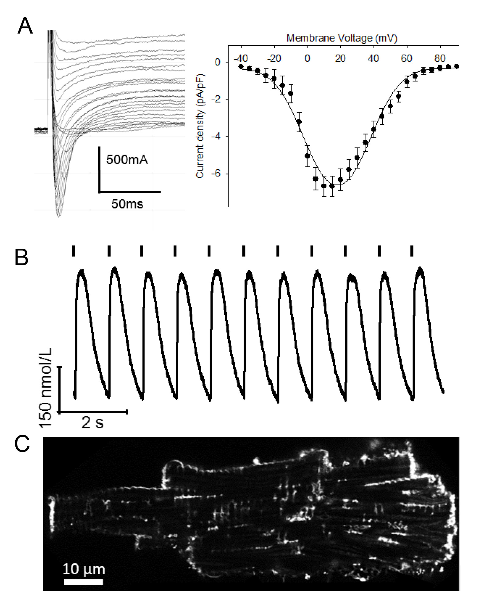 Isolation and Functional Characterization of Human Ventricular ...