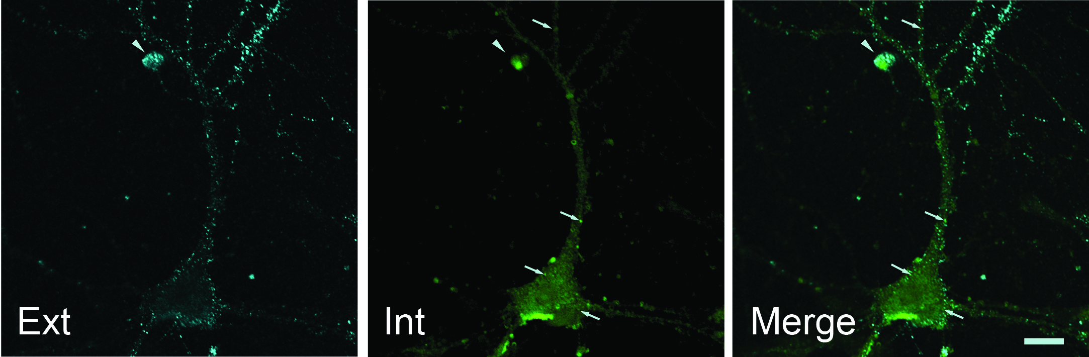 Differential Labeling of Cell-surface and Internalized Proteins after ...