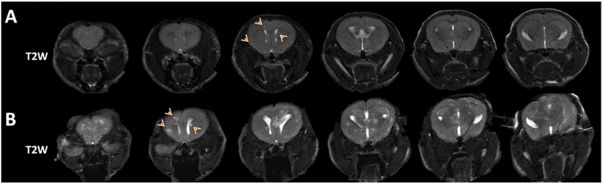 Ultrasound Imaging-guided Intracardiac Injection to Develop a Mouse ...