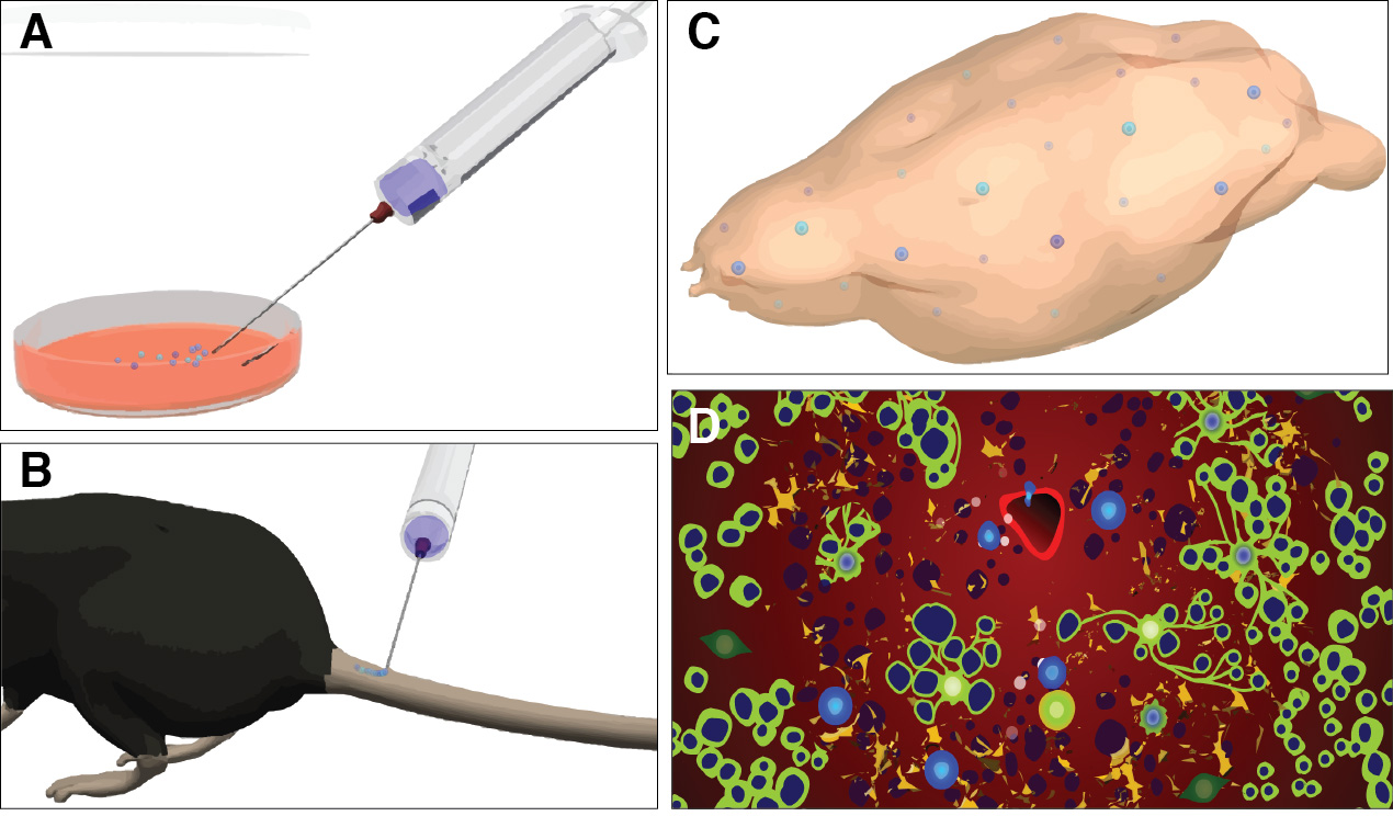Systemic Injection of Neural Stem/Progenitor Cells in Mice with Chronic ...