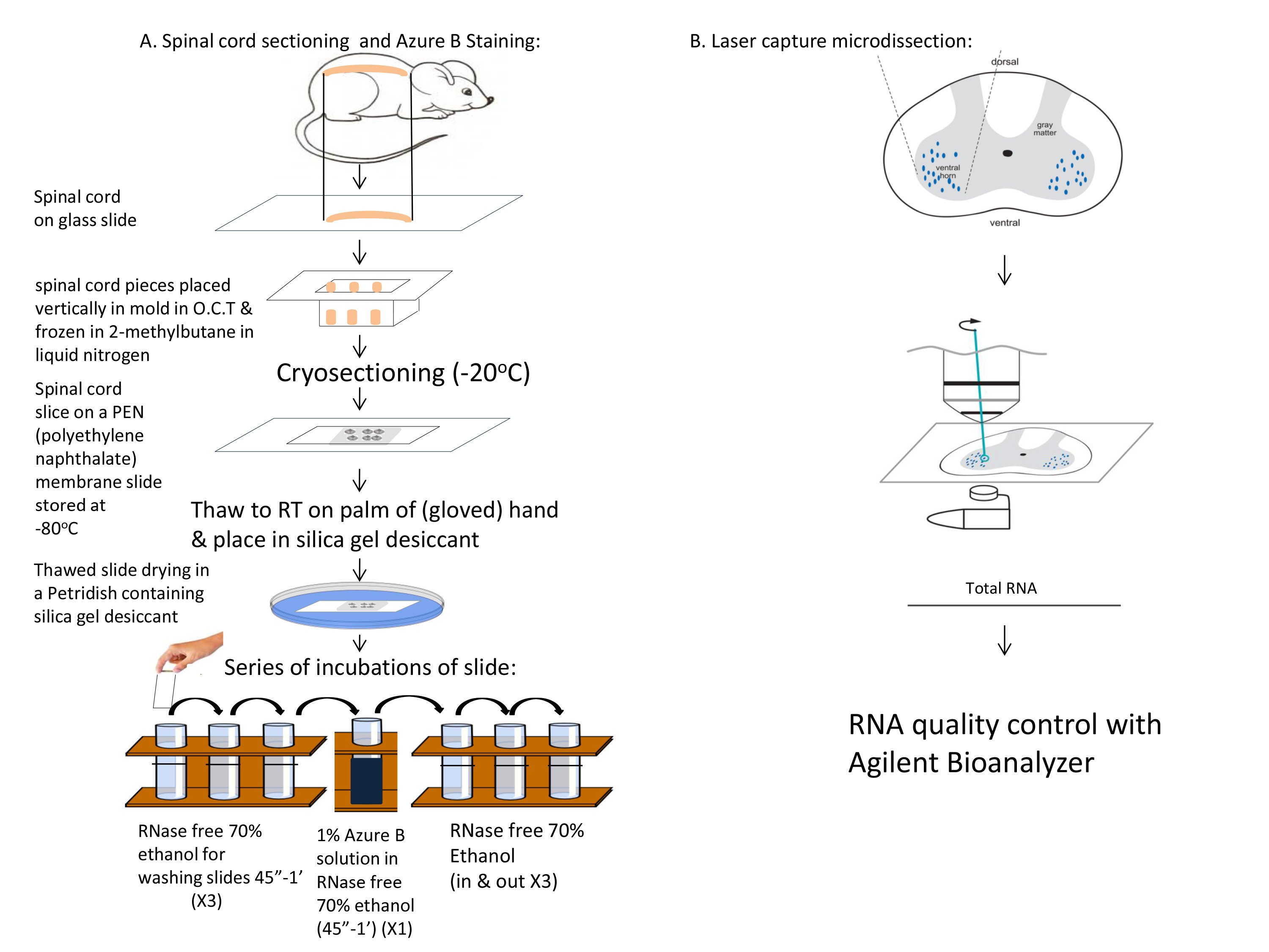 Production of RNA for Transcriptomic Analysis from Mouse Spinal Cord ...