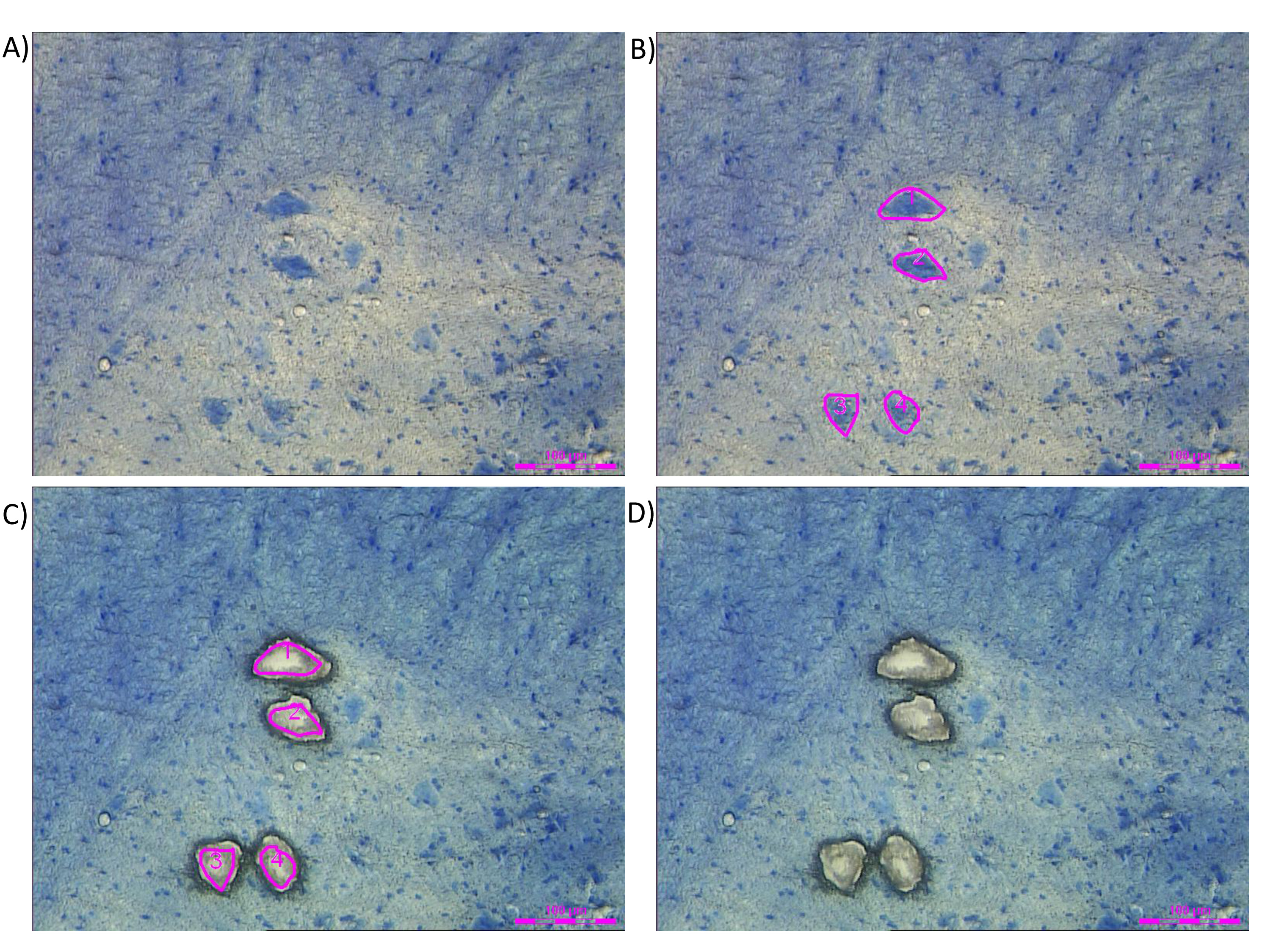 Production of RNA for Transcriptomic Analysis from Mouse Spinal Cord ...