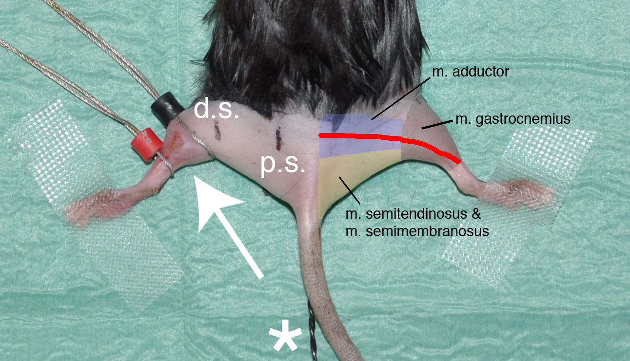 In Vivo Electrophysiological Measurements on Mouse Sciatic Nerves ...