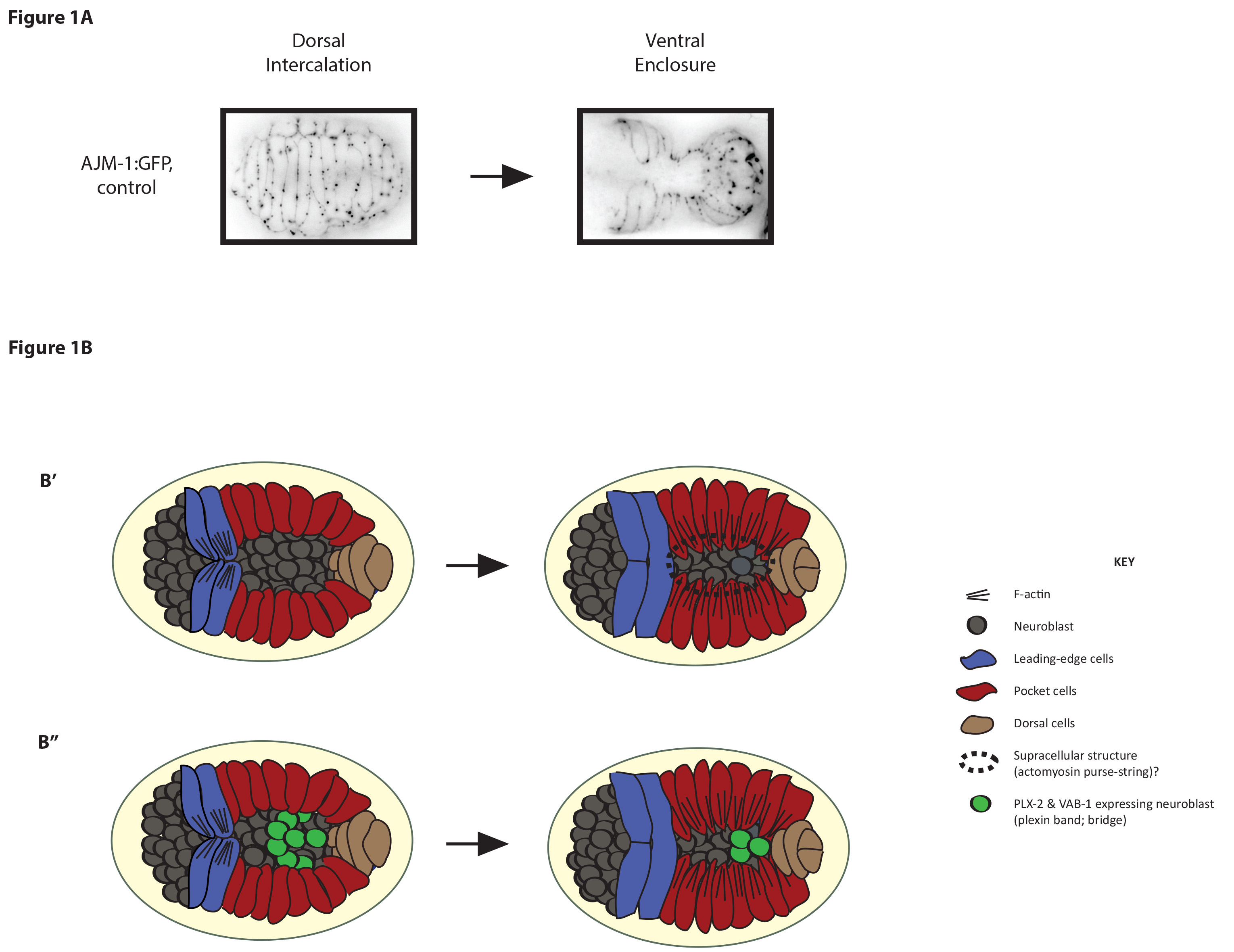 Visualizing Neuroblast Cytokinesis During C. elegans Embryogenesis ...