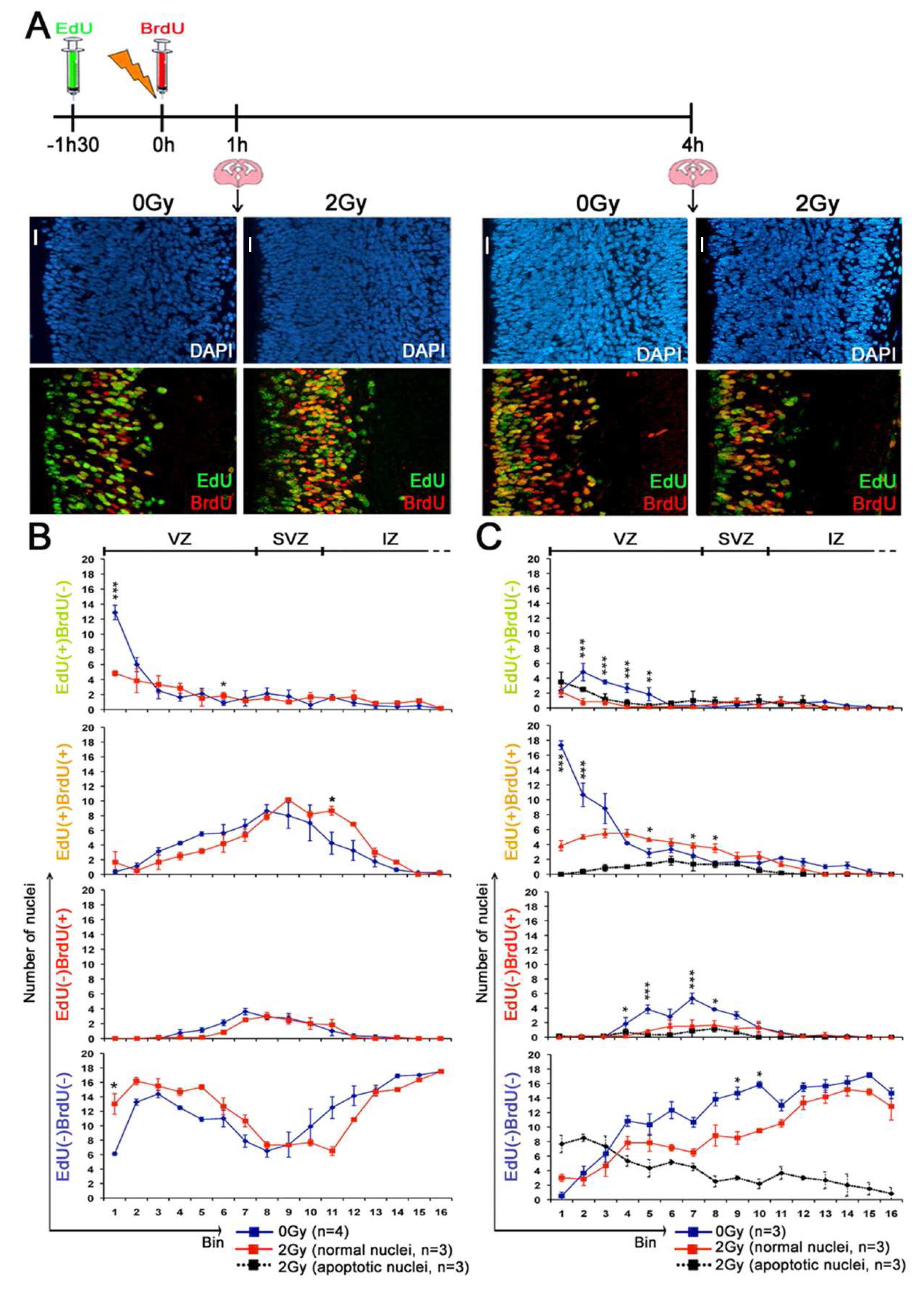 Assessing Cell Cycle Progression of Neural Stem and Progenitor Cells in ...