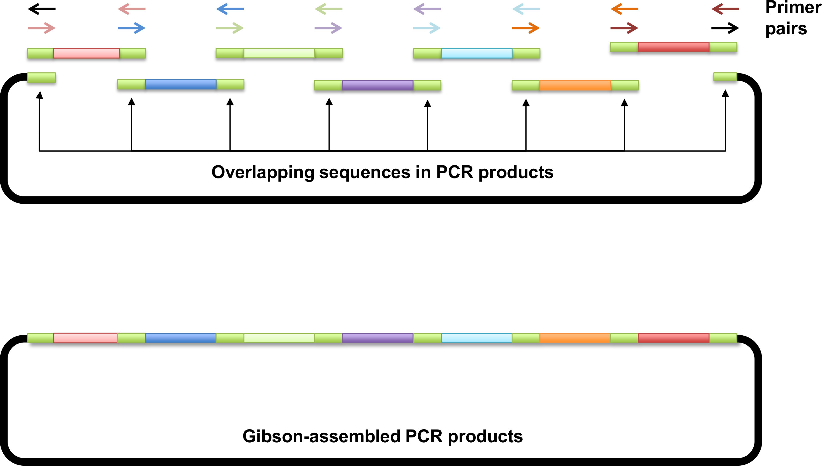 Transient Gene Expression in Tobacco using Gibson Assembly and the Gene ...
