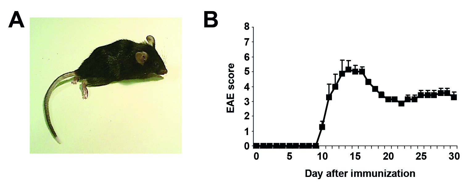 Myelin Oligodendrocyte Glycoprotein MOG35-55 Induced Experimental ...