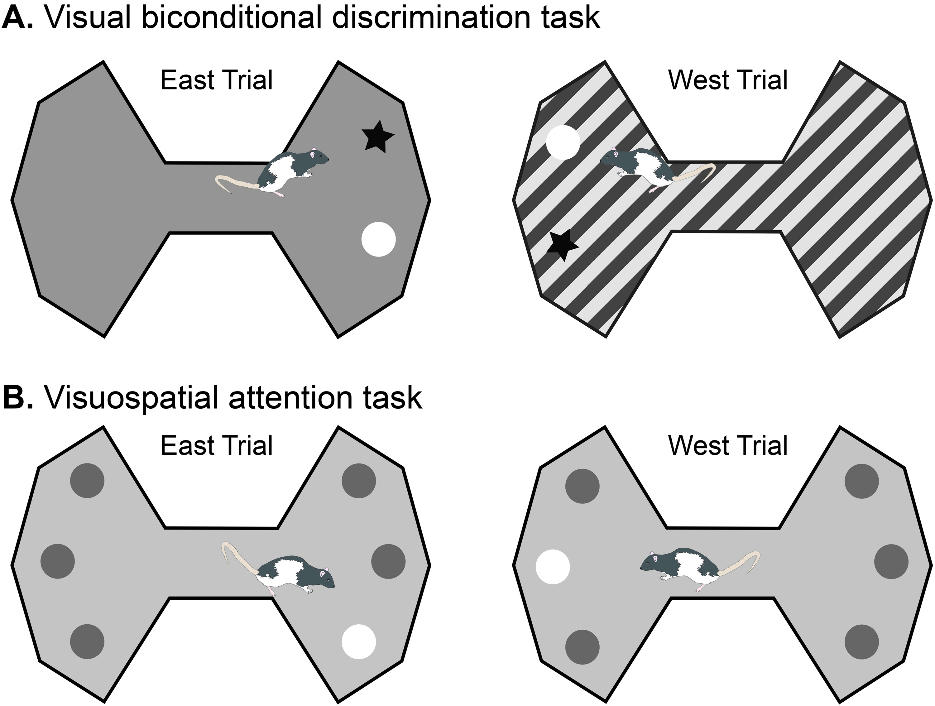 Automated Visual Cognitive Tasks for Recording Neural Activity Using a ...