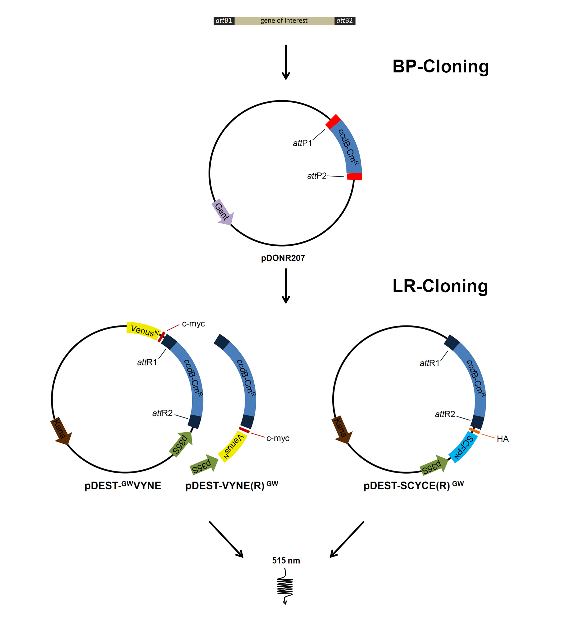 Protein-protein Interactions Visualized by Bimolecular Fluorescence ...