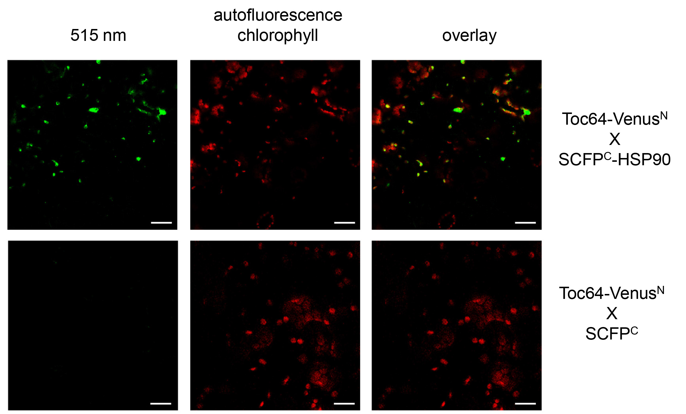 Protein-protein Interactions Visualized by Bimolecular Fluorescence ...
