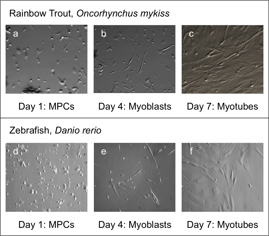 Preparation of Primary Myogenic Precursor Cell/Myoblast Cultures from ...