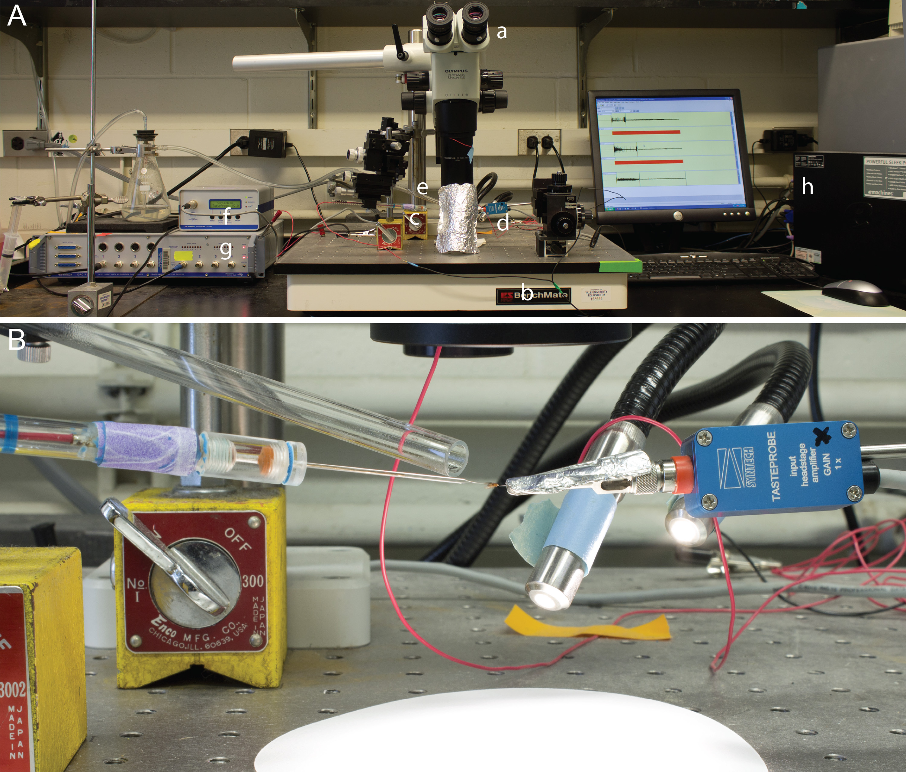Electrophysiological Recording From Drosophila Labellar Taste Sensilla ...