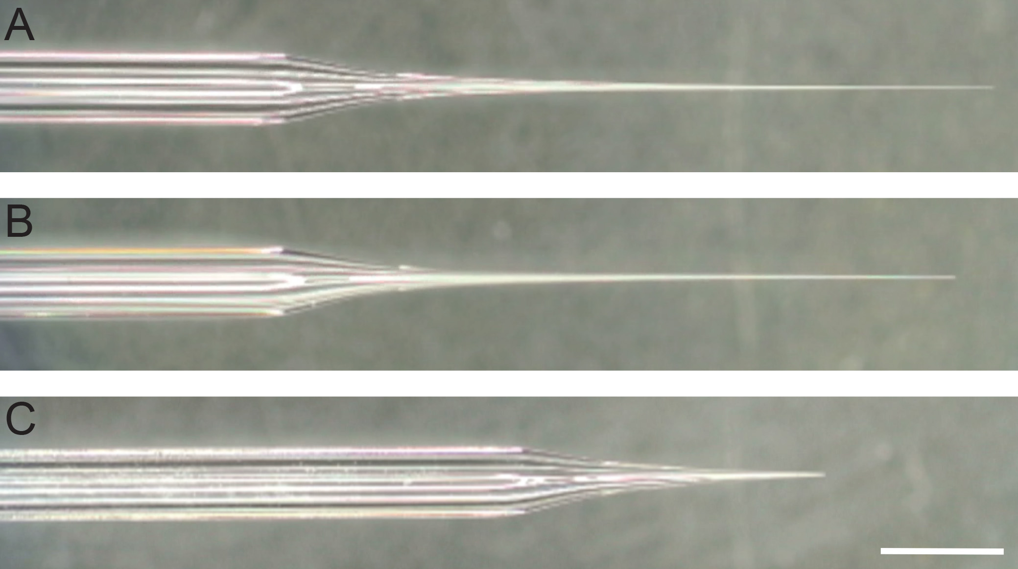 Electrophysiological Recording From Drosophila Labellar Taste Sensilla ...