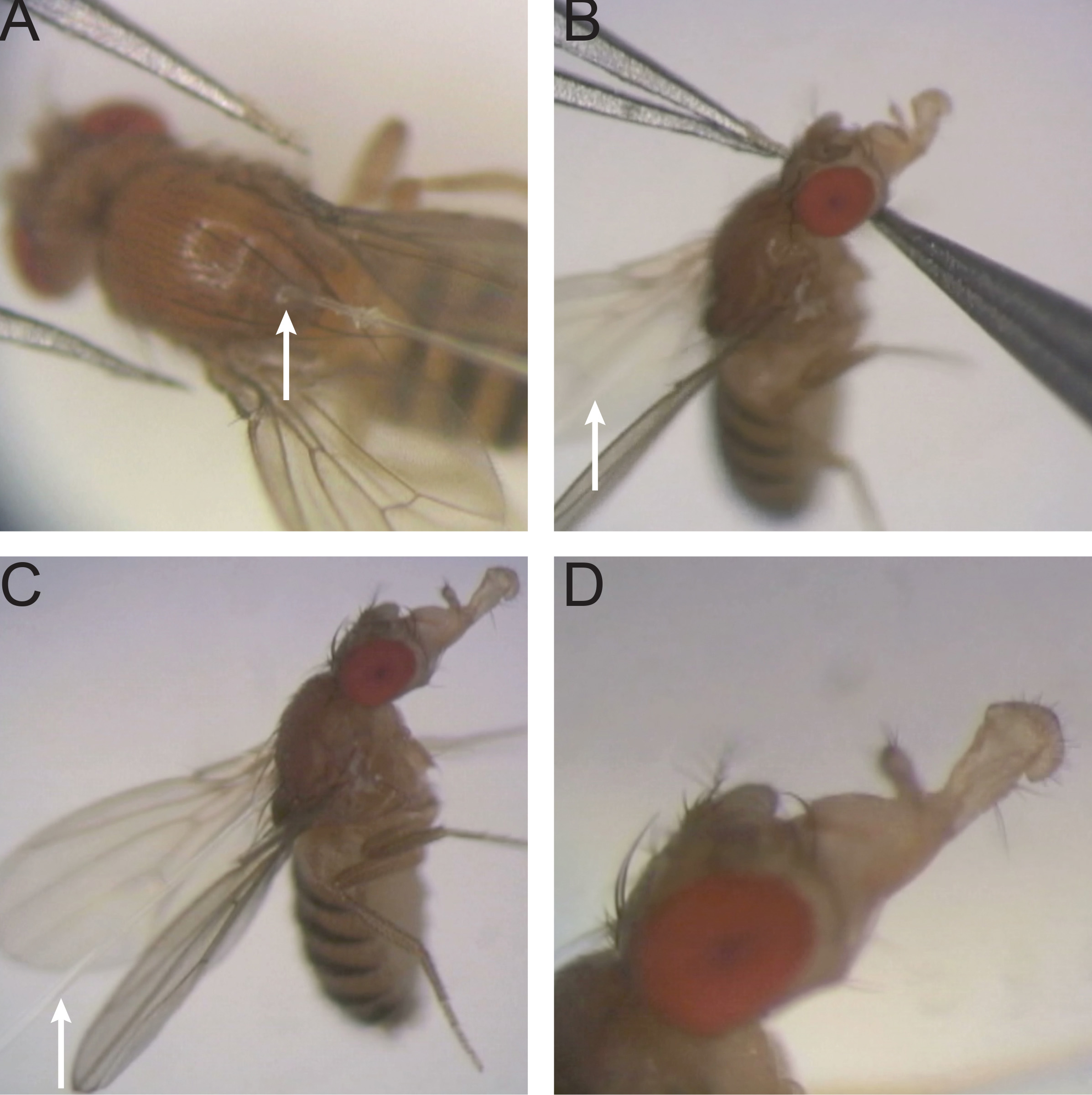 Electrophysiological Recording From Drosophila Labellar Taste Sensilla ...