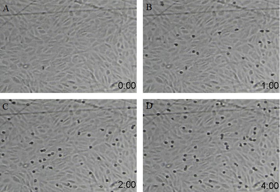 Human Neutrophil Flow Chamber Adhesion Assay | Protocol