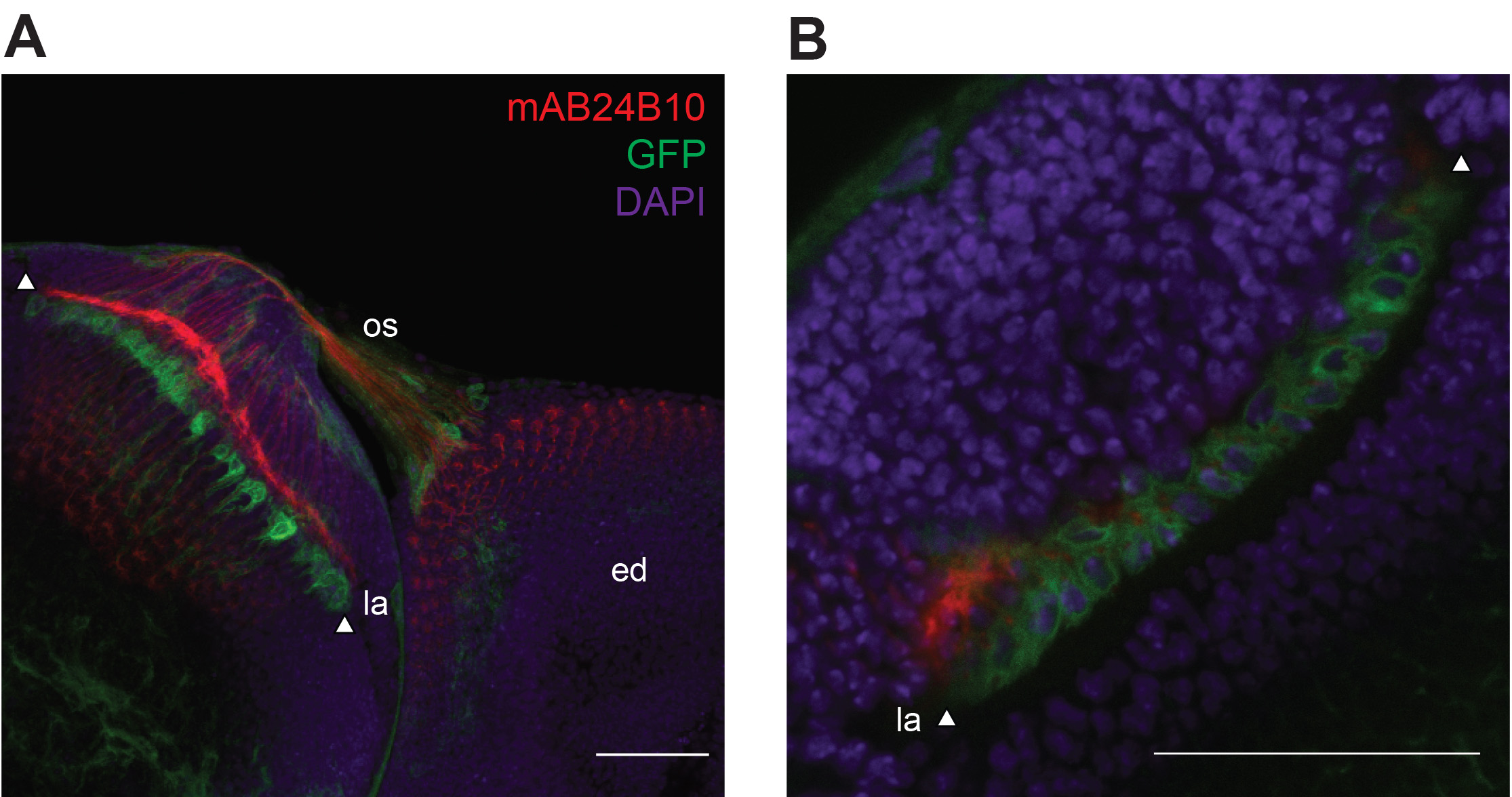 Affinity-based Isolation of Tagged Nuclei from Drosophila Tissues for ...