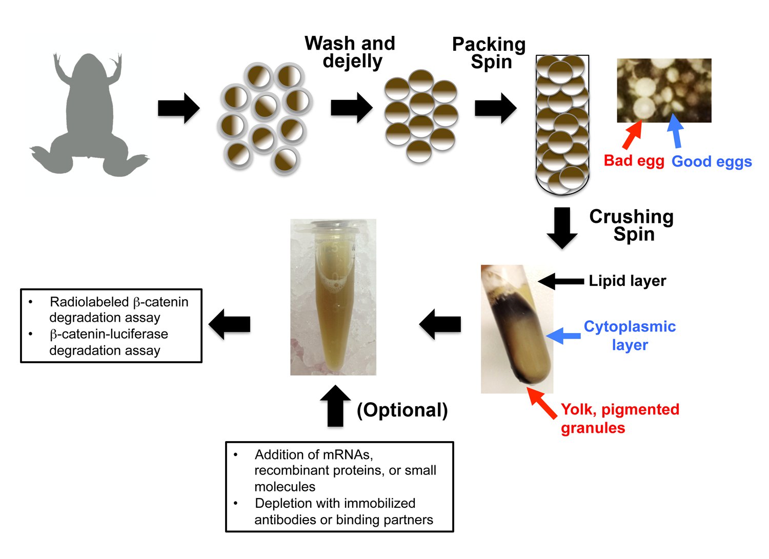 Reconstitution Of β-catenin Degradation In Xenopus Egg Extract | Protocol