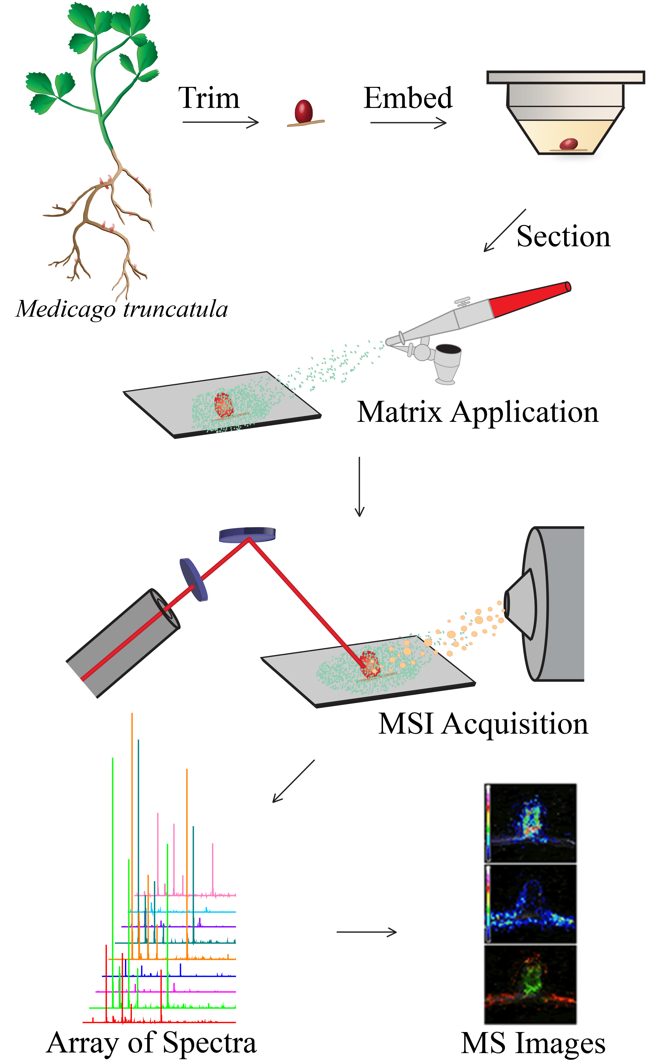 MALDI-Mass Spectrometric Imaging for the Investigation of Metabolites ...