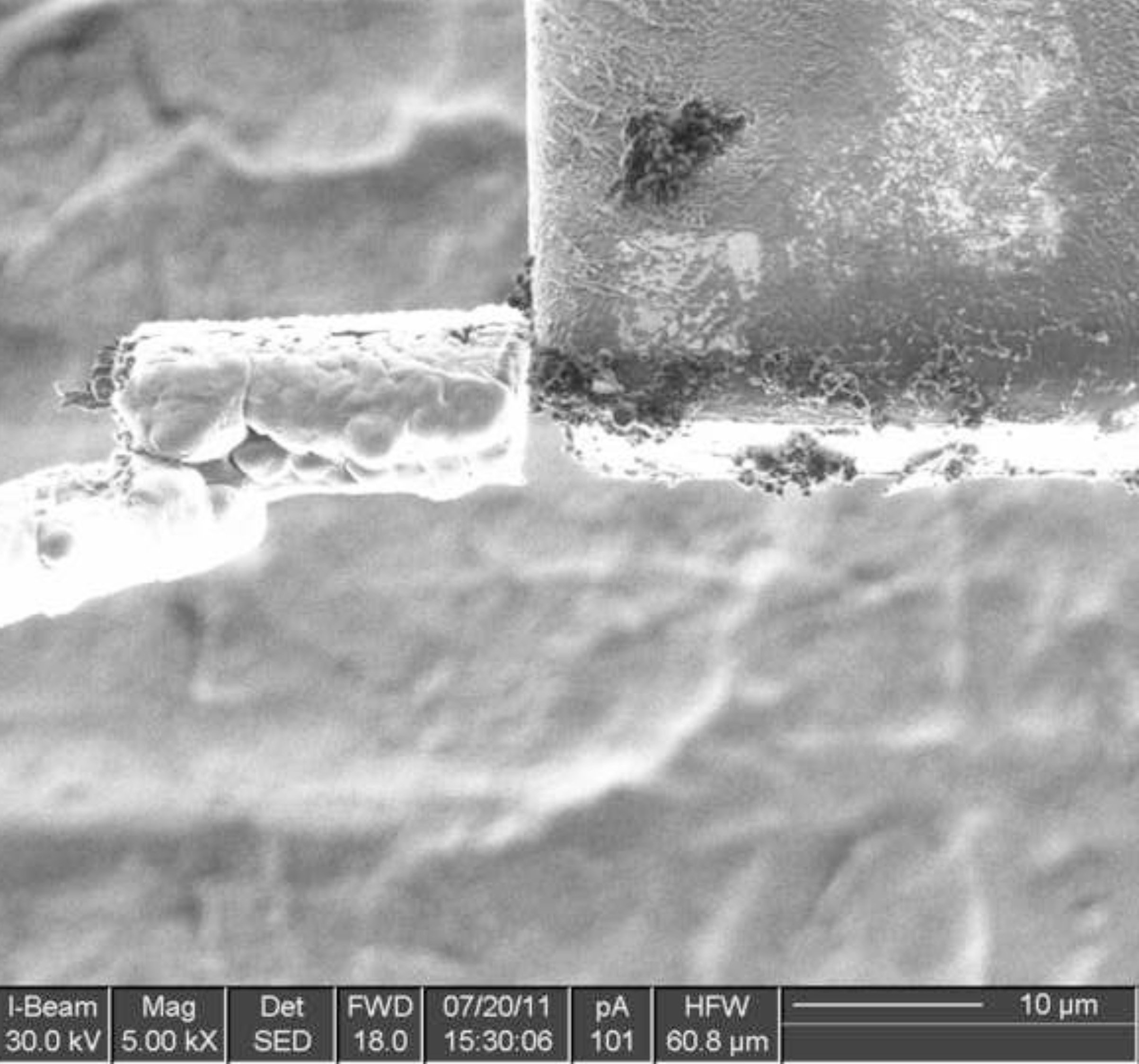 Cryo-electron Microscopy Specimen Preparation By Means Of a Focused Ion ...