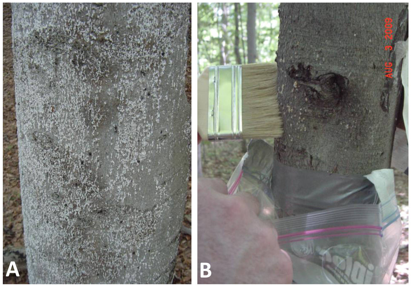 A Technique to Screen American Beech for Resistance to the Beech Scale ...