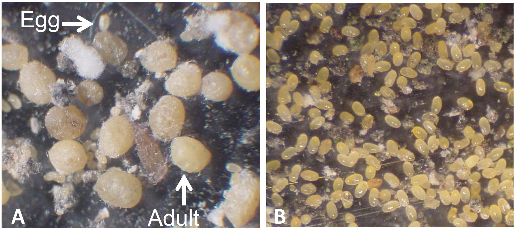 A Technique to Screen American Beech for Resistance to the Beech Scale ...