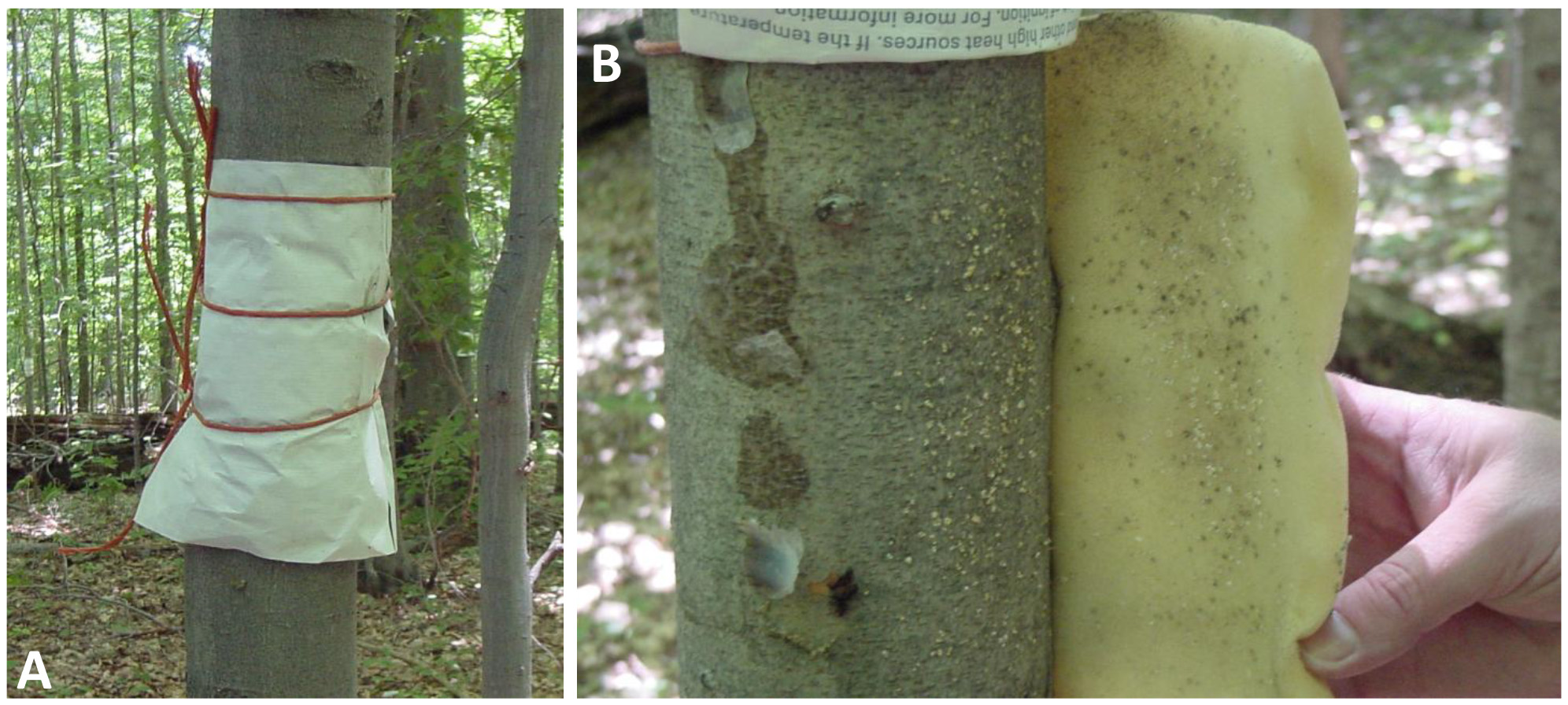 A Technique to Screen American Beech for Resistance to the Beech Scale ...