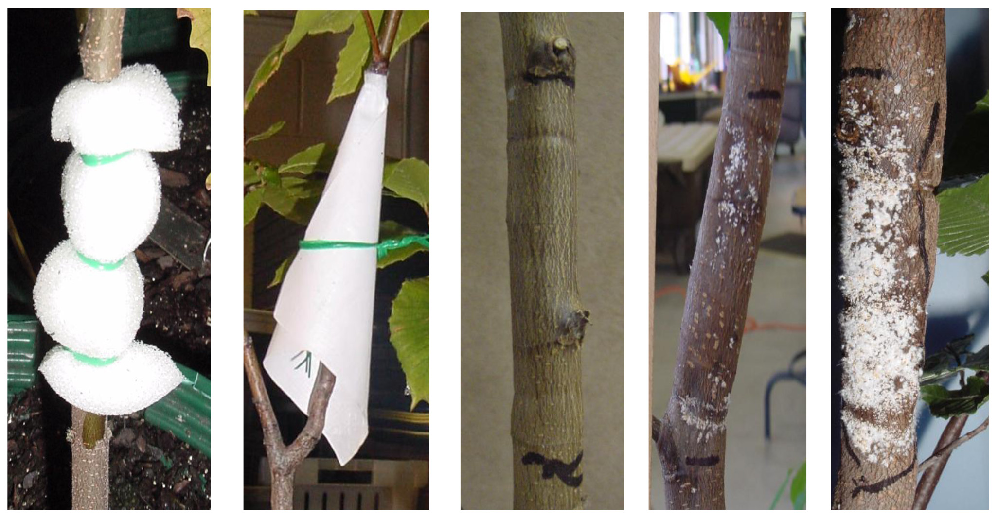 A Technique to Screen American Beech for Resistance to the Beech Scale ...