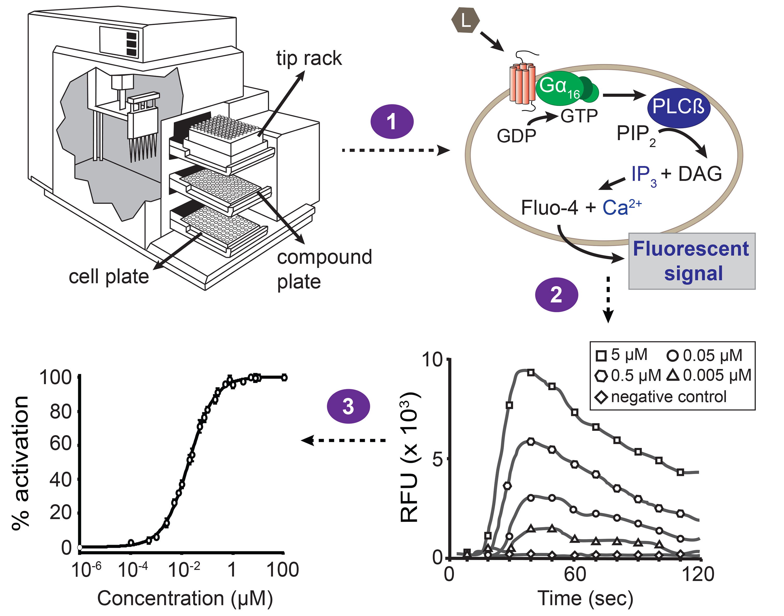Characterization of G Protein-coupled Receptors by a Fluorescence-based ...
