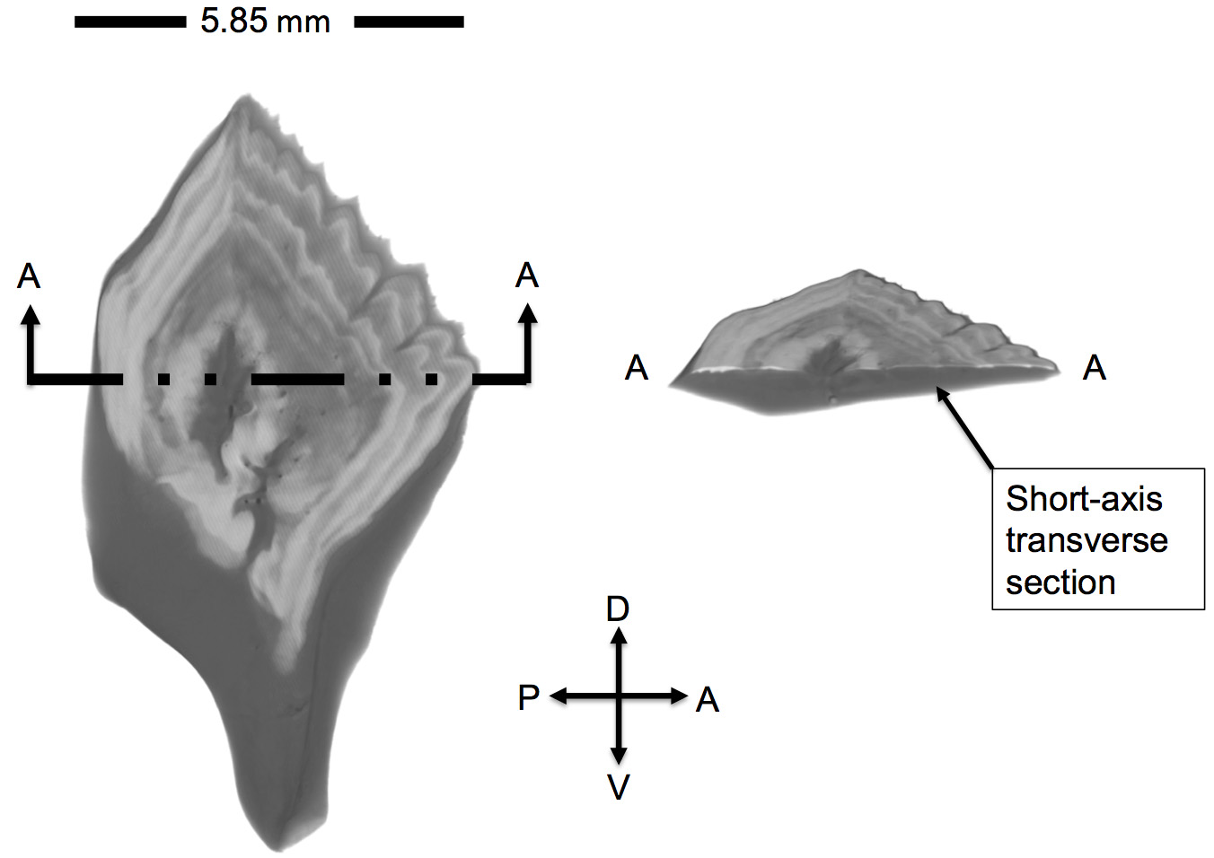 Characterization Of Multi-layered Fish Scales Atractosteus spatula ...