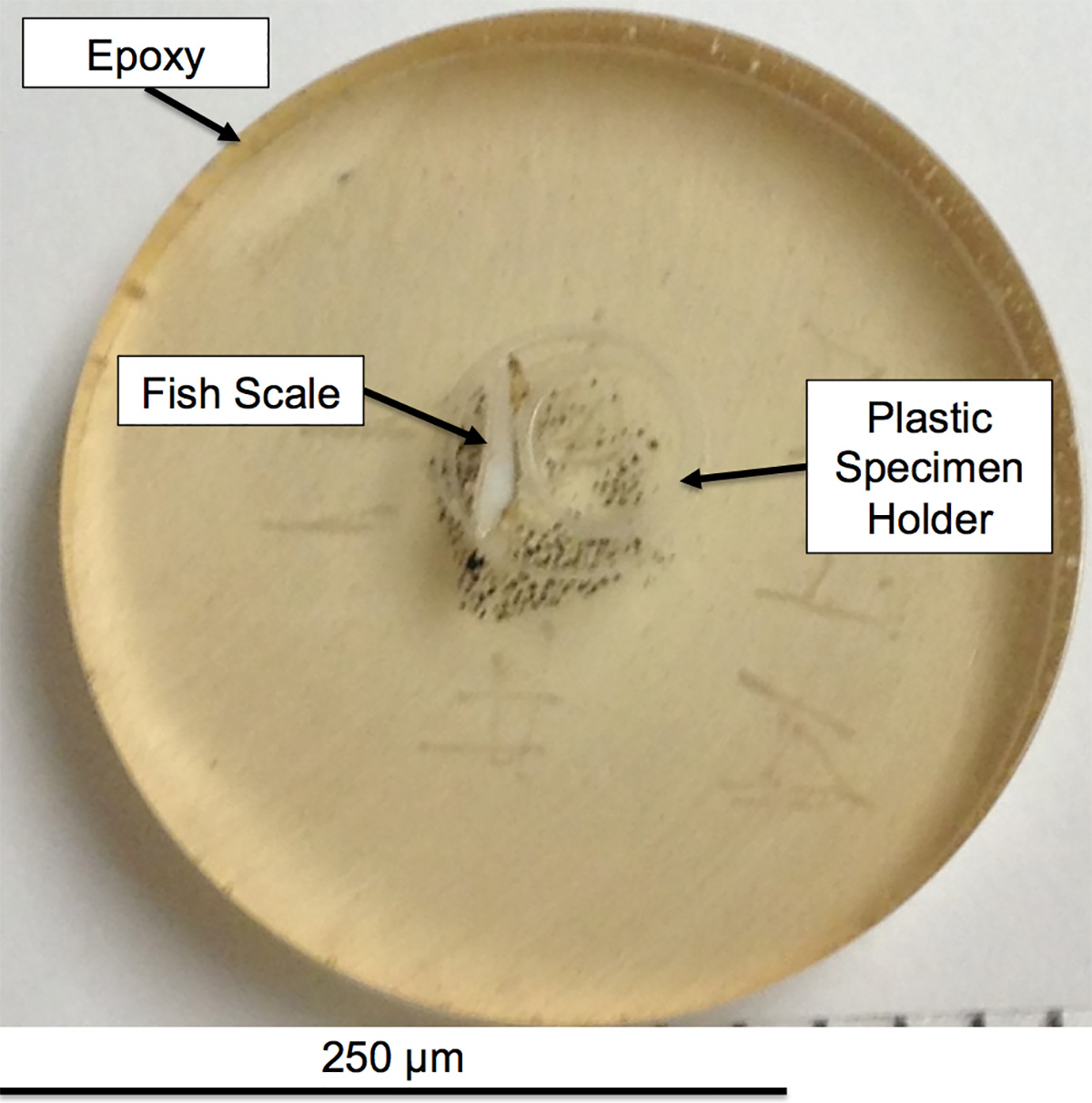 Characterization Of Multi-layered Fish Scales Atractosteus spatula ...