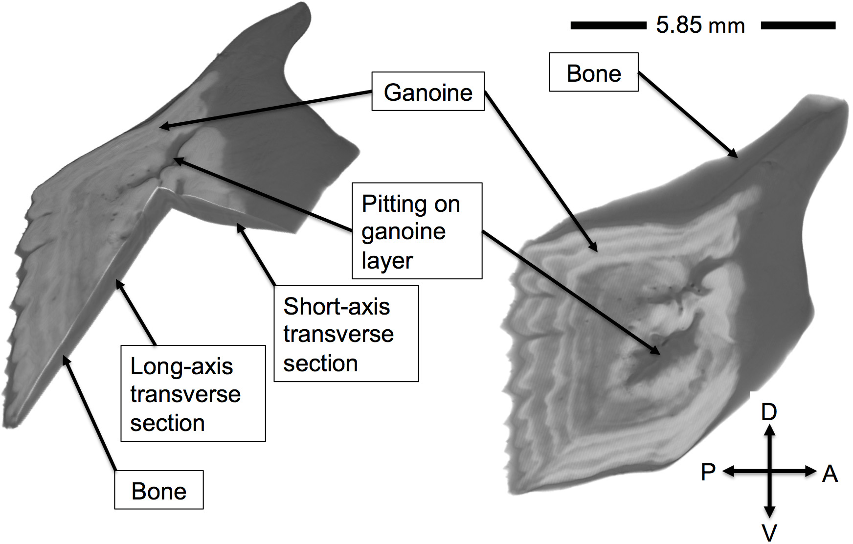 Characterization Of Multi-layered Fish Scales Atractosteus spatula ...