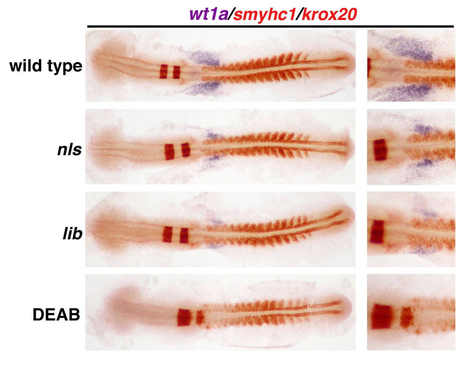 Flat Mount Preparation for Observation and Analysis of Zebrafish Embryo ...