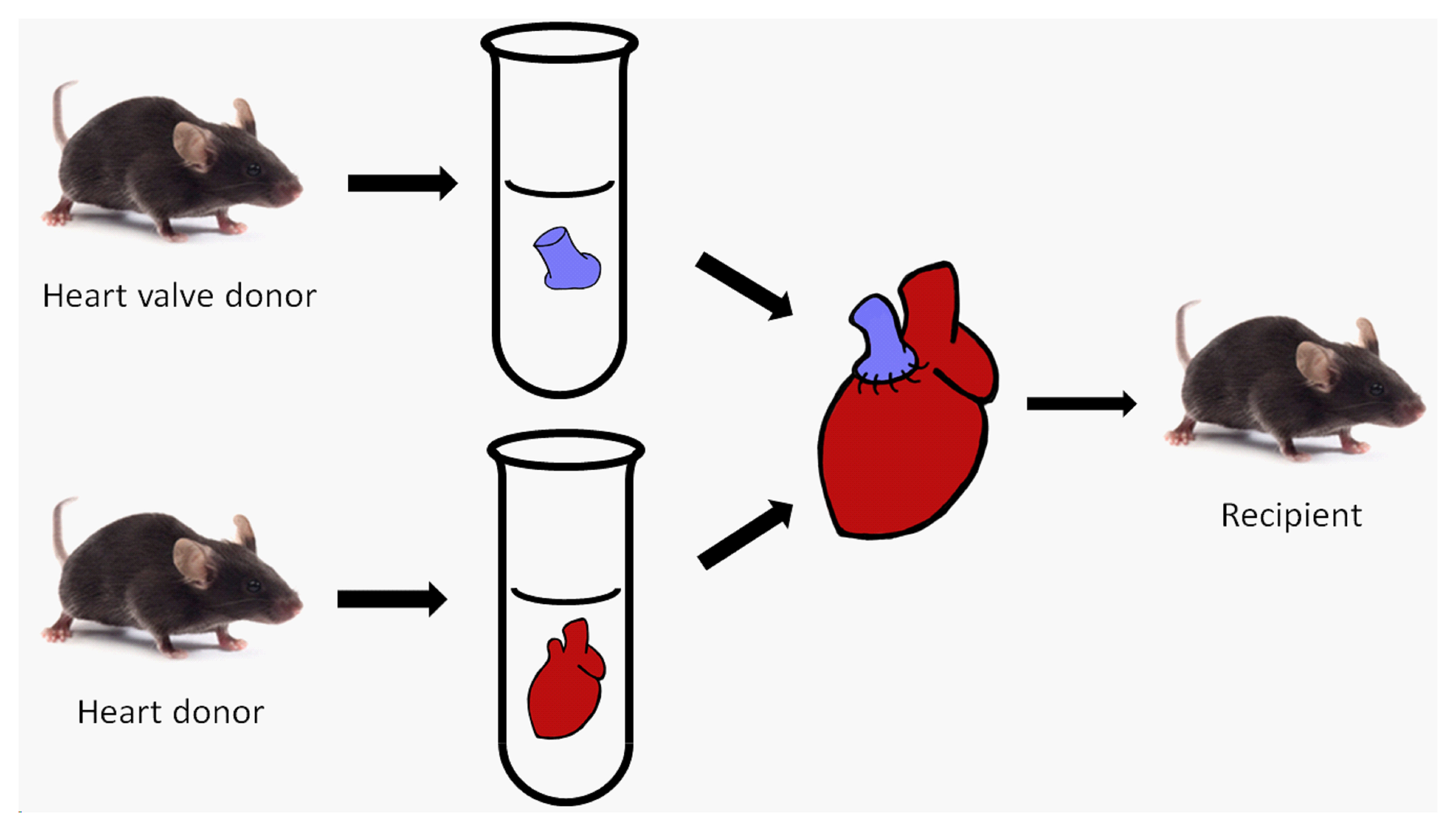 Transplantation of Pulmonary Valve Using a Mouse Model of Heterotopic ...