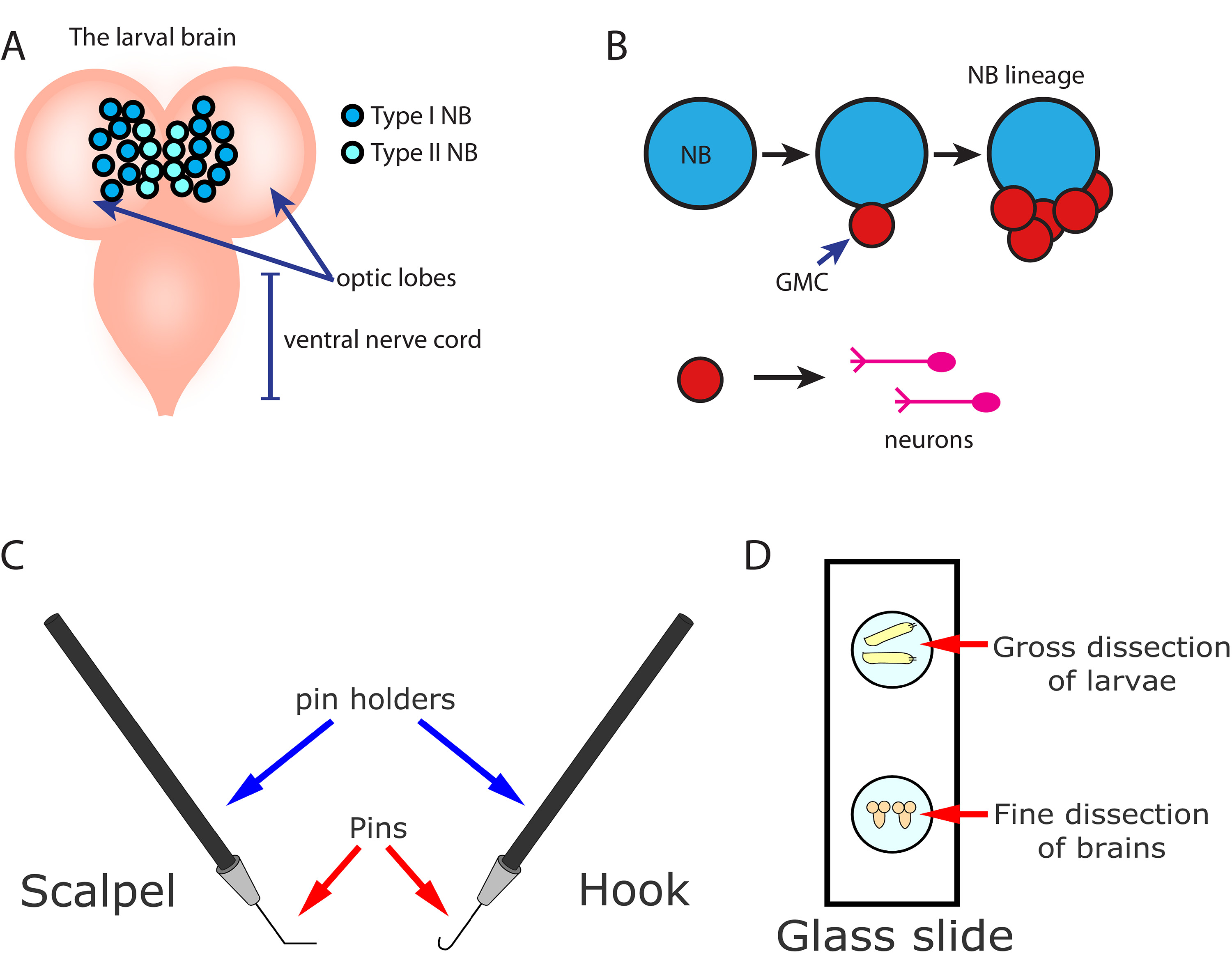 Live Imaging of Drosophila Larval Neuroblasts (Video) | JoVE