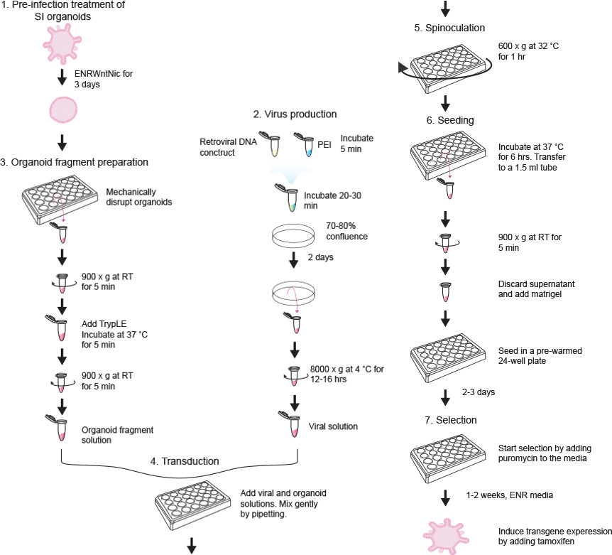 A Video Protocol of Retroviral Infection in Primary Intestinal Organoid ...