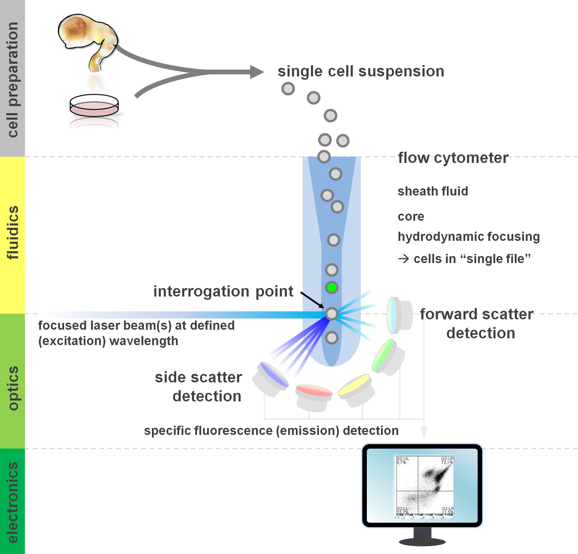 Define Flow Cytometry Wmmine Define Flow Cytometry Wmmine