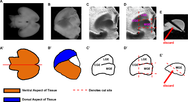 Viral-mediated Labeling and Transplantation of Medial Ganglionic ...