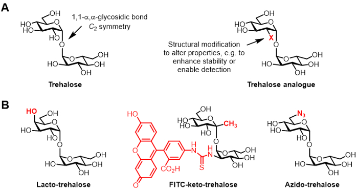 Rapid One-step Enzymatic Synthesis and All-aqueous Purification of ...
