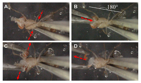 A Simple One-step Dissection Protocol for Whole-mount Preparation of ...