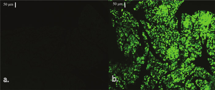 Pancreatic Duct Infusion: An Effective and Selective Method of Drug and ...