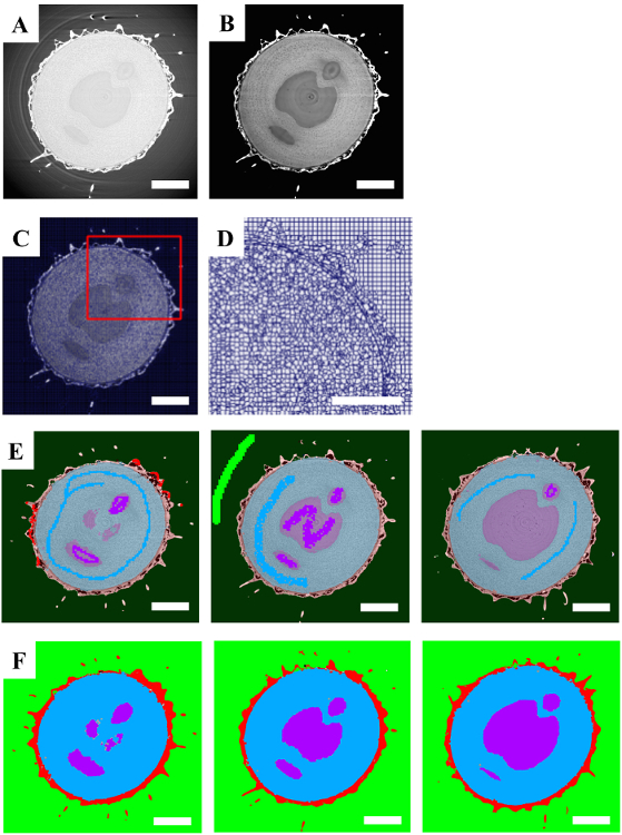 Volume Segmentation And Analysis Of Biological Materials Using Survos