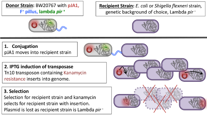 Creation of a Dense Transposon Insertion Library Using Bacterial ...