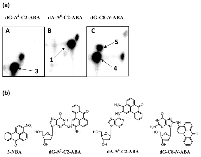 Formation of Covalent DNA Adducts by Enzymatically Activated ...
