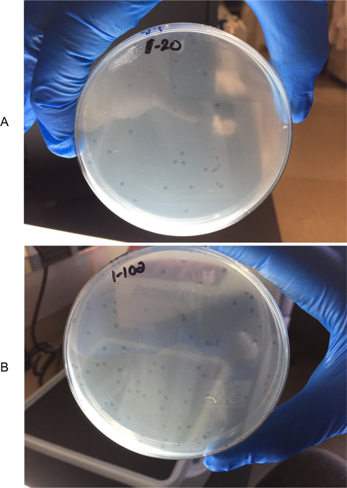 The Lambda Select cII Mutation Detection System | Text Page