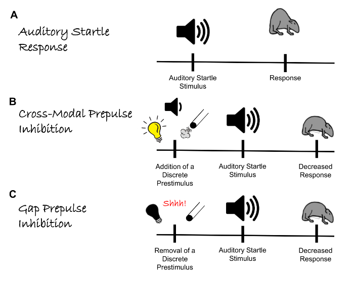 The Power of Interstimulus Interval for the Assessment of Temporal ...