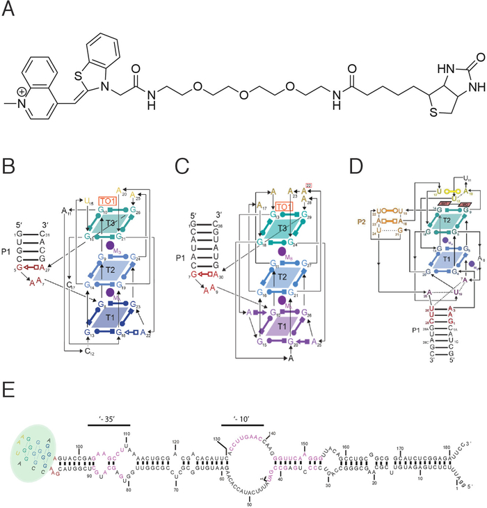 Fluorescent Visualization of Mango-tagged RNA in Polyacrylamide Gels ...