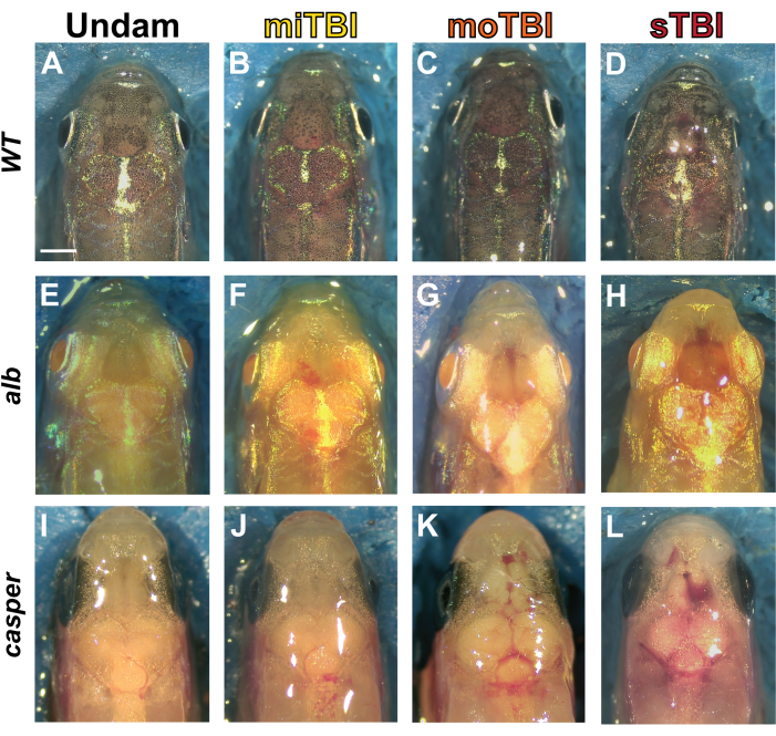 A Scalable Model to Study the Effects of Blunt-Force Injury in Adult ...