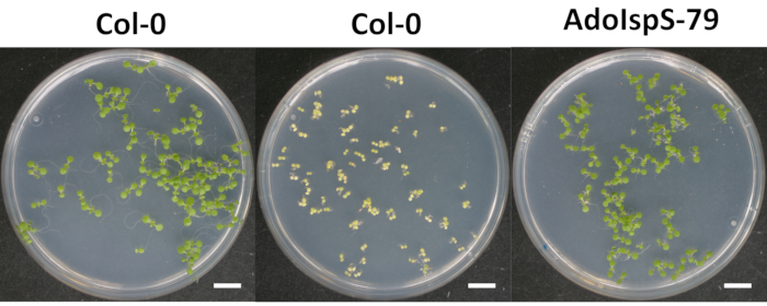 High-throughput, Robust and Highly Time-flexible Method for Surface ...